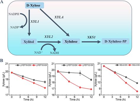 Construction Of Xylose Utilizing S Cerevisiae And Their Xylose