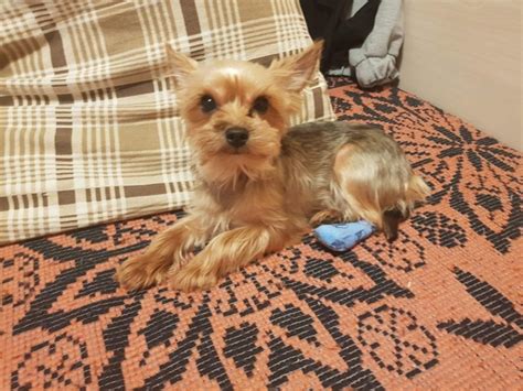 Потерялась собака в районе Техноприбор вечером Могилев Помогите найти потеряшки и