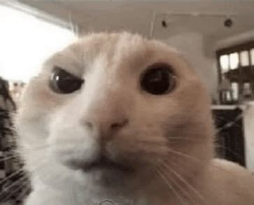 Car Cat Meme Car Cat Discover And Share S