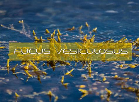 Benefits Of Fucus Vesiculosus Interstellar Plan Activate Your Super