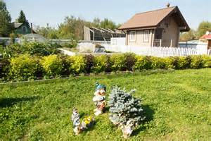 За неправильно посаженные на даче деревья и кустарники могут