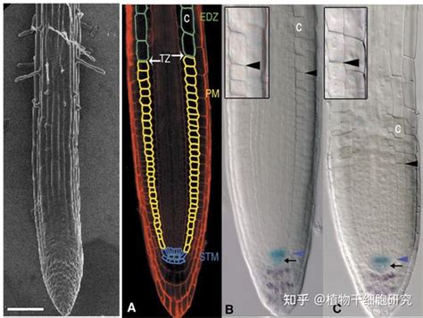 拟南芥根的发育 根的结构 知乎