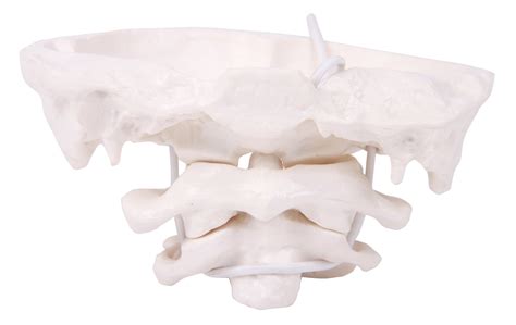 Skeleton Joint Model Anatomy Model And Anatomical Body Models