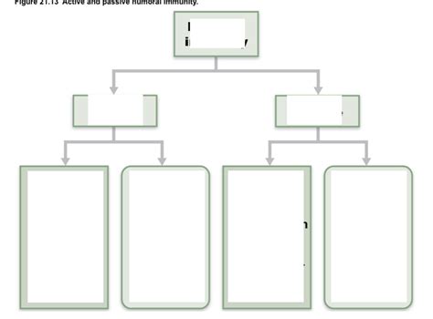Humoral Immunity Diagram Quizlet