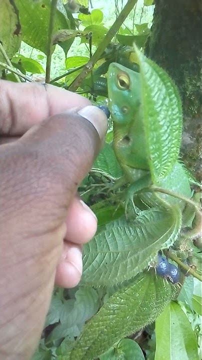 ©research With Gamaya ආදරනිිය කටුස්සා Youtube