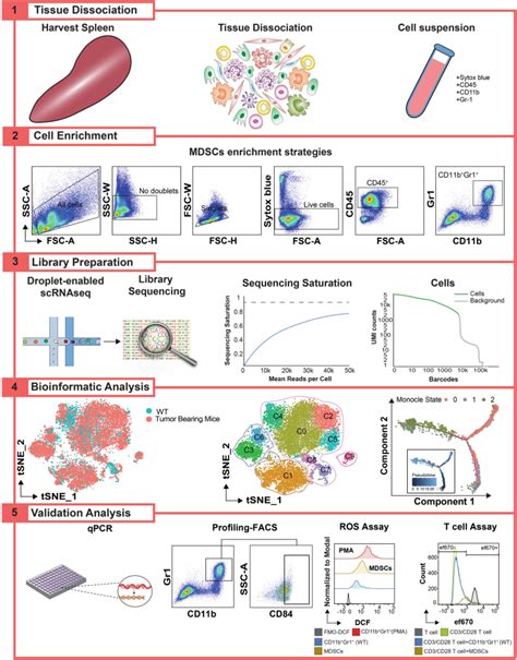 Single Cell Transcriptome Analysis Workflow For Specific Immune Cell Types In Breast Cancer