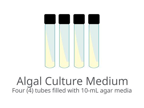 Bg 11 Medium Utex Culture Collection Of Algae