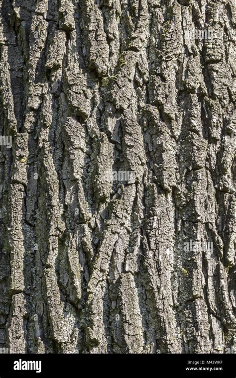 Young Walnut Tree Bark
