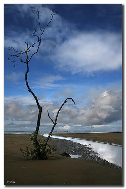Naked Tree Landscape Photo Net