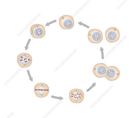 Telophase Stages Phases Of Mitosis — Scienceland