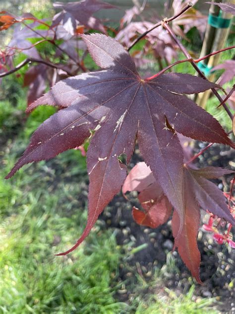 How To Identify And Control Japanese Maple Pests Gardeners Path