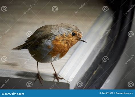 A Beautiful Robin Captured In Scotland Stock Image Image Of Wild