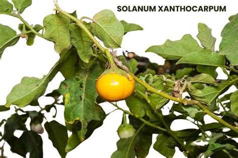 Solanum Xanthocarpum Archives