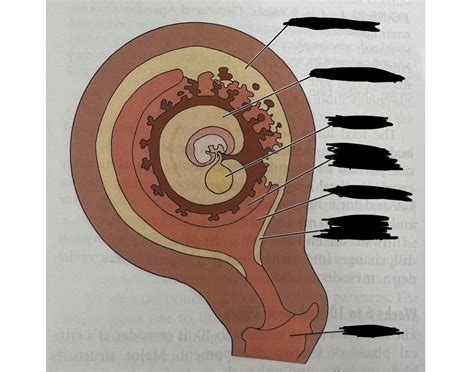 Decidualized Endometrium Quiz