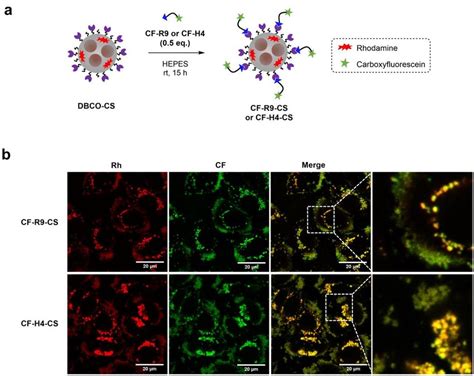 A Click Reaction Between Dbco Functionalized Core Shell Nanoparticles Download Scientific