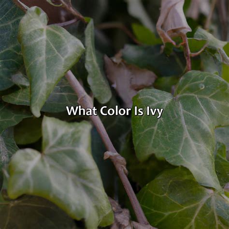 What Color Is Ivy