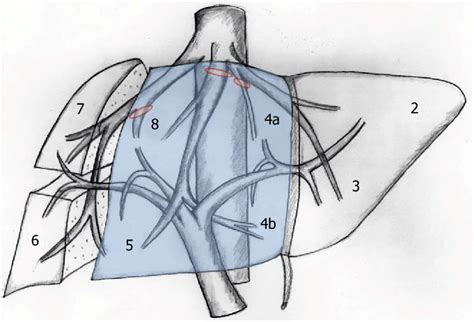 Central Hepatectomy Segment Orientated Resection Couinaud Segments Are Download Scientific