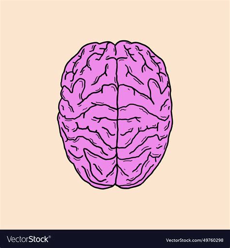 Human Brain Design Royalty Free Vector Image VectorStock