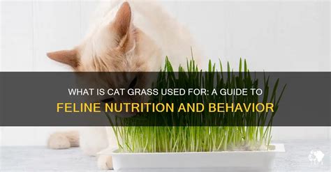 What Is Cat Grass Used For A Guide To Feline Nutrition And Behavior PetShun