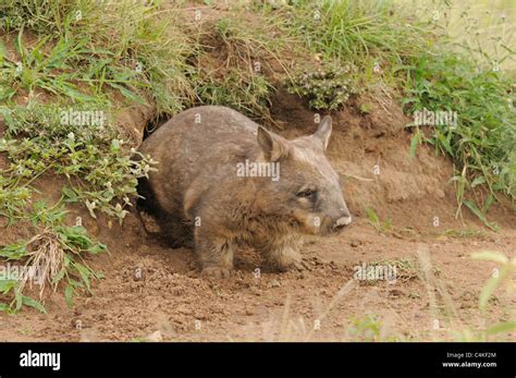 Southern Hairy Nosed Wombat Lasiorhinus Latifrons Adult At Burrow Entrance Captive