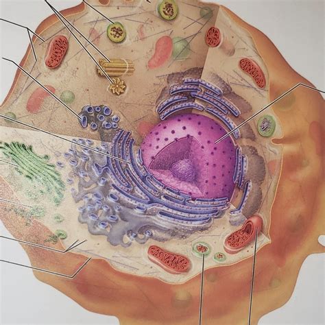 Human Biology Exam 3 Diagram Quizlet