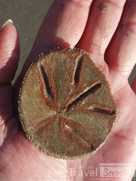 Sand Dollar Pictures At Helen Mcewen Blog