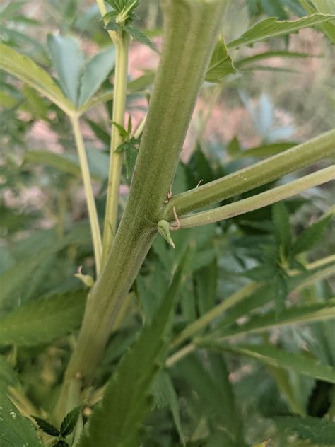 How Do You Sex Plants Is This A Male Rcannabisgrowers