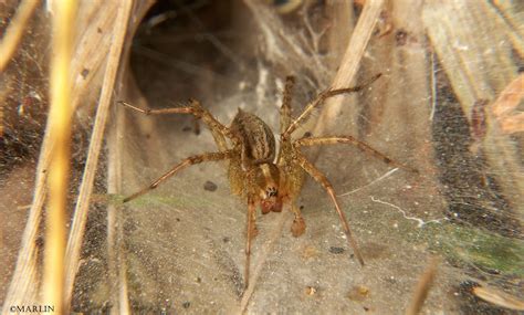 Hobo Spider Web