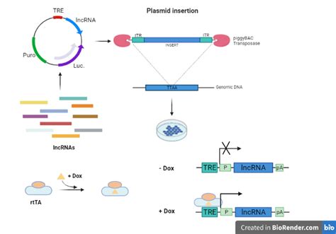 An Innovative Non Linear Alignment Algorithm To Compare Non Coding Rnas