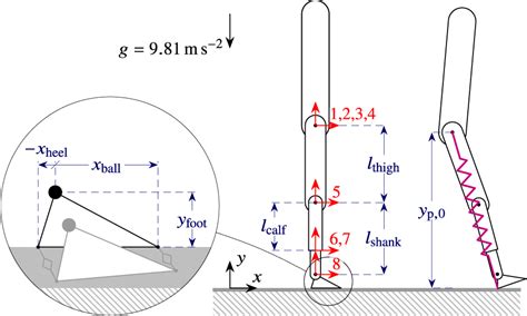 A Reduced Order Closed Loop Hybrid Dynamic Model For Design And Development Of Lower Limb