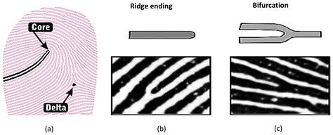 Robust Fingerprint Minutiae Extraction And Matching Based On Improved Sift Features