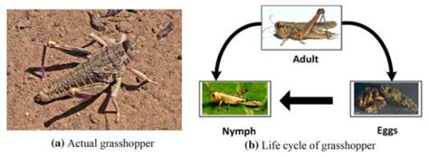 A Multiobjective Evolutionary Approach For Solving The Multi Area Dynamic Economic Emission