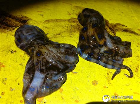 ‘청산가리 10배 맹독 제주서 파란고리문어 발견