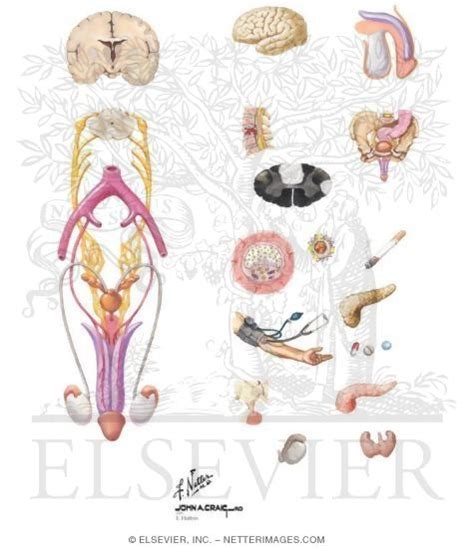 Etiology And Pathogenesis Of Erectile Dysfunction