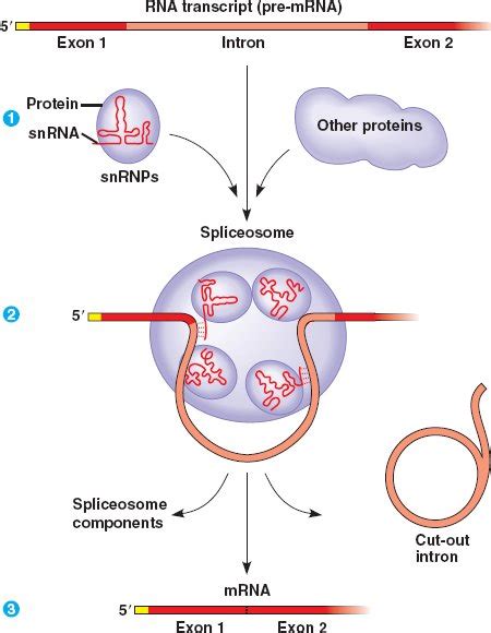 Splicing Html SnRNPsSpliceosomes L