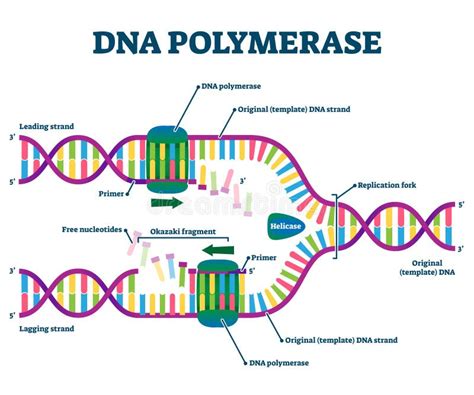 Dna Polymerase Diagram
