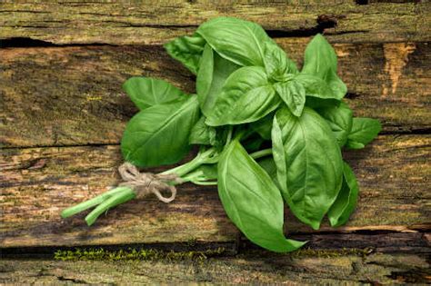 Basil Magical Properties Benefits And Uses Terravara