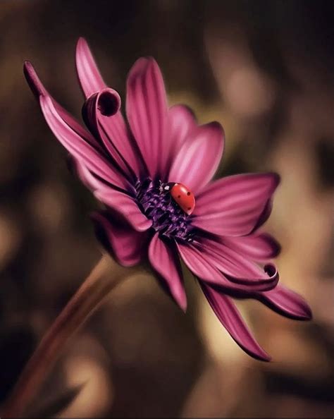 「graphics」おしゃれまとめの人気アイデア｜pinterest｜teresa Hoklin 美しい花 花 壁紙 風景