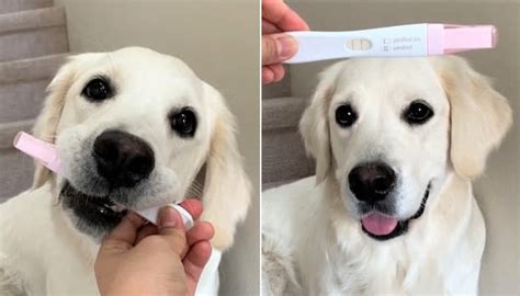 엄마 배속에 아기 들어 있다는 사실 알게된 천사견 리트리버가 보인 뜻밖의 반응