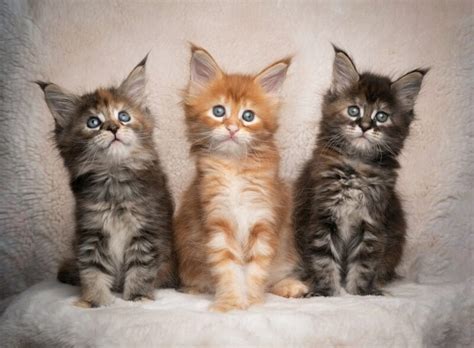When Do Mother Cats Leave Their Kittens In The Wild Vet Verified Facts