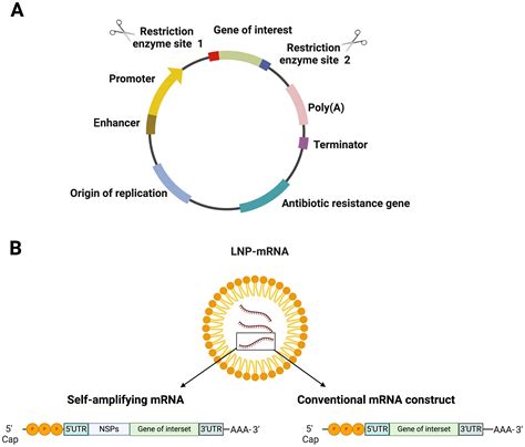 Frontiers Development Of Nucleic Acid Based Vaccines Against Dengue