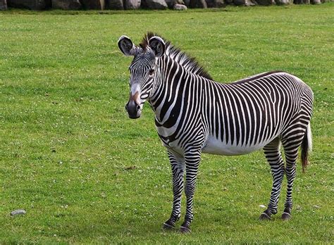 Zebra Wild Animals Hd 4000 Best Zebra Photos · 100 Free Download