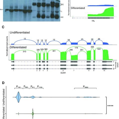 Analysis Of Differentiation Dependent Host Cell Gene Expression And Hpv Download Scientific