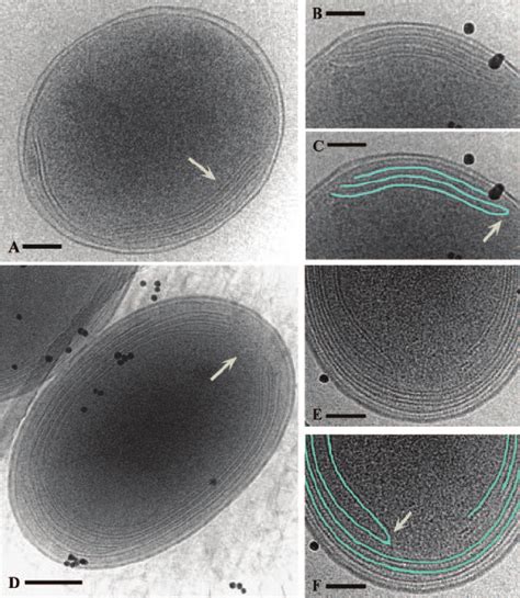 Prochlorococcus Med4 And Mit9313 Cell Structure As Seen In Download Scientific Diagram