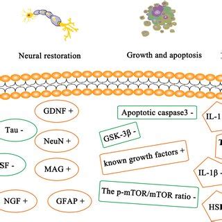 Molecular Changes After Treatment Of Spinal Cord Injury CSF Download Scientific Diagram