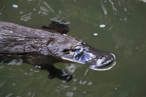 Even Platypuses Arent Safe From Bushfires A New DNA Study Tracks Theirdisappearance TrendRadars