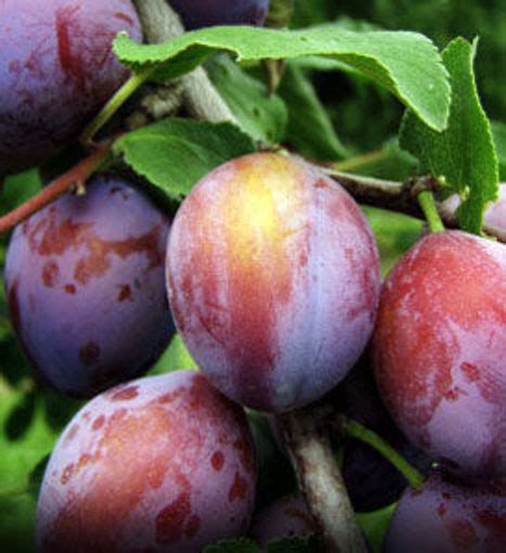 Buy Affordable Damson Plum Trees At Our Online Nursery Arbor Day