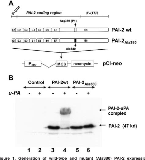 Monocyte Proliferation Semantic Scholar