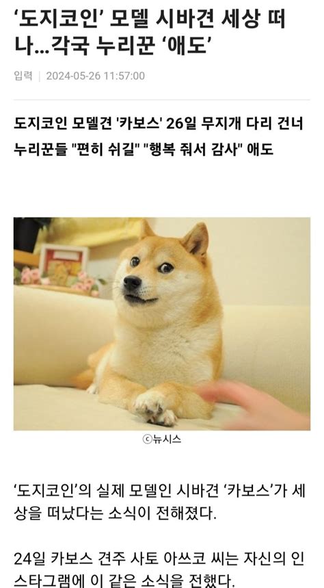 도지코인 모델 시바견 세상 떠났네요 Mlbpark