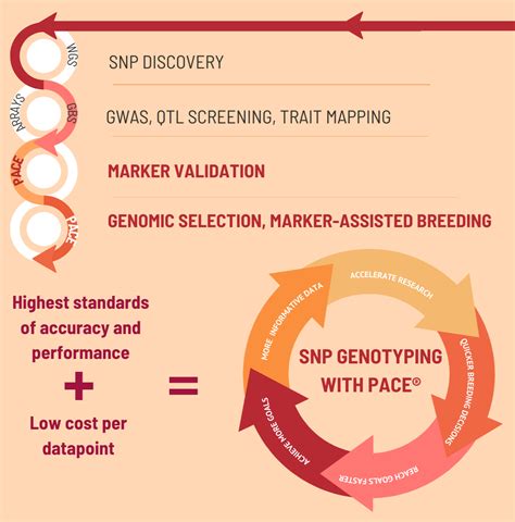 Pcr Genotyping Your Easy Guide To Genetic Analysis